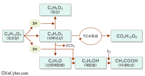 수능 생물2 최정윤 인강 요점정리 무기호흡 젖산발효 알코올발효 네이버 블로그