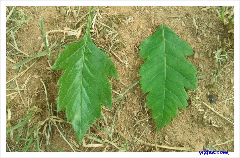 잎으로 산사나무와 모감주나무 구분하기 V17 네이버 블로그