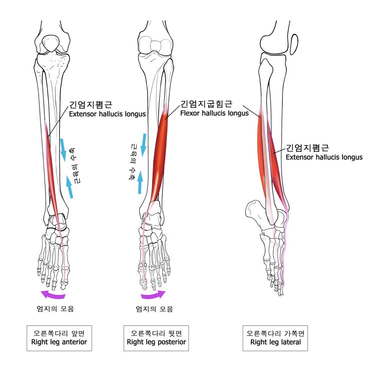 발족부의 근육 06 Adductor Hallucis 엄지모음근 무지내전근拇趾內轉筋 네이버 블로그