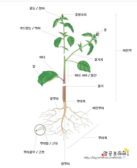 식물의 구조와 기능 식물은 어떤 구조로 이루어져 있을까요 네이버 블로그