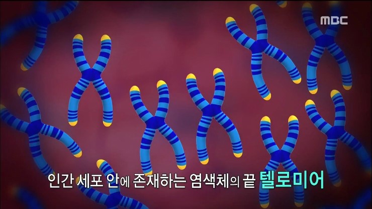 Mbc스페셜 생명연장의 비밀 텔로미어 네이버 블로그