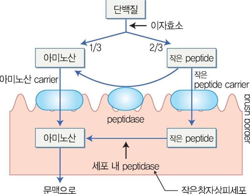아미노산 효능 수액 효과 또한 음식 에는 어떠한 것들이 네이버 블로그