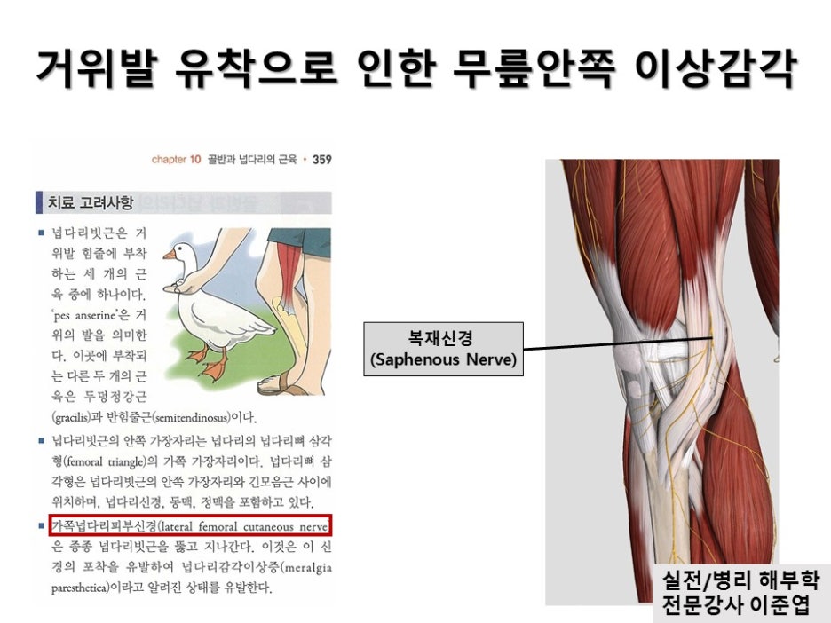 깅의제목 무릎내측통증의 시작인 거위발 근육에 대하여 알아보자 강사 이준엽pt 네이버 블로그