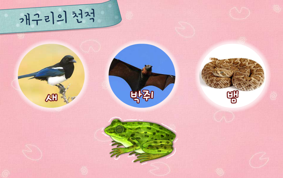 어린이 자연관찰 올챙이 성장과정과 개구리의 특징에 대해 알아보자영상 네이버 블로그