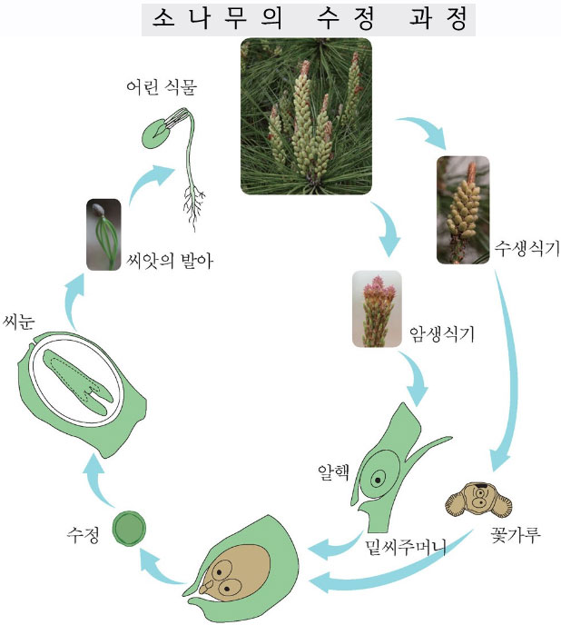 원예식물의 번식 수정受精 Fertilization 네이버 블로그