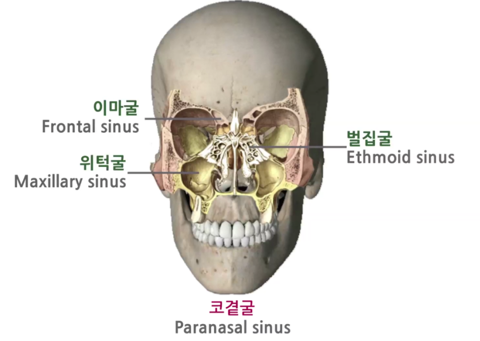 인체해부학 뇌머리뼈와 코결굴 쉽게파헤치기 네이버 블로그