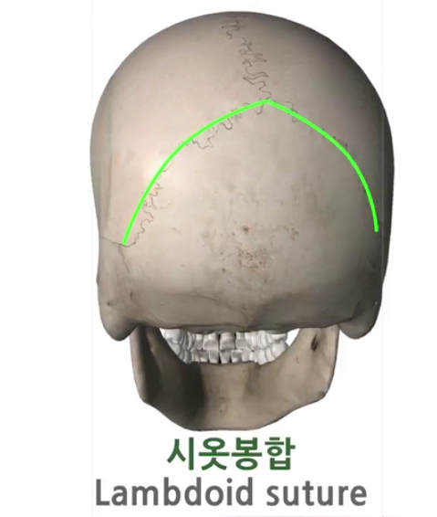 인체해부학 얼굴머리뼈와 봉합 숫구멍 쉽게 파헤치기 네이버 블로그