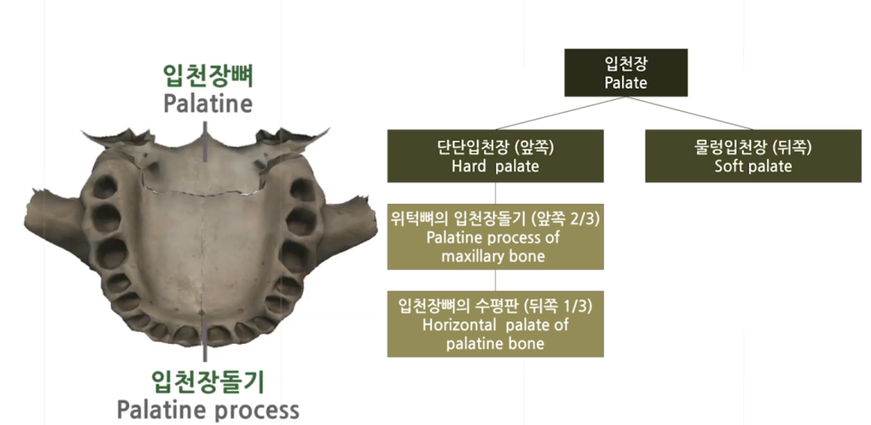 인체해부학 얼굴머리뼈와 봉합 숫구멍 쉽게 파헤치기 네이버 블로그