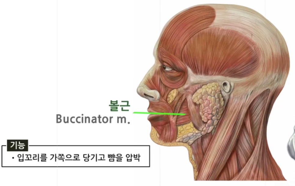 인체해부학 얼굴근육 표정근육저작근육 쉽게 파헤치기 네이버 블로그