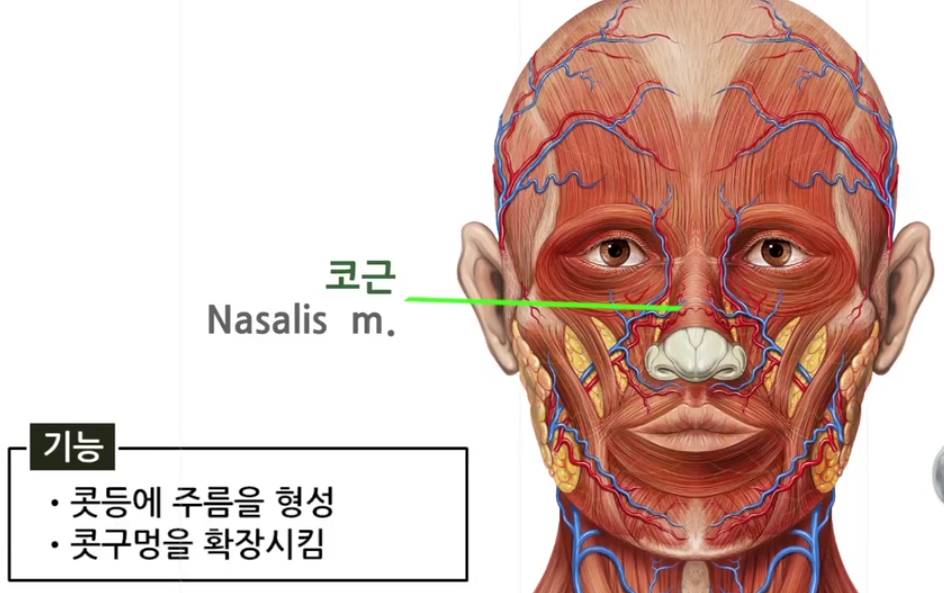 인체해부학 얼굴근육 표정근육저작근육 쉽게 파헤치기 네이버 블로그