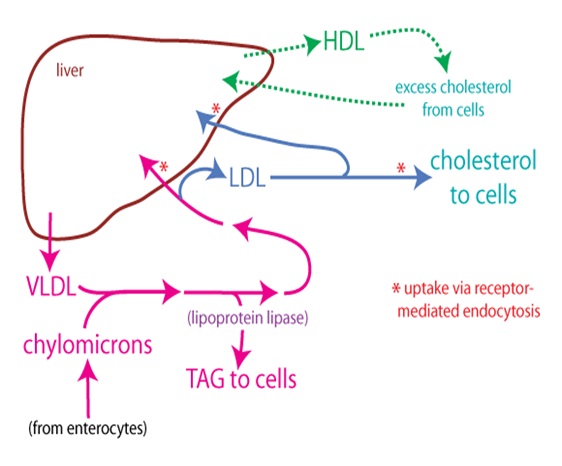 lipoproteins - chylomicron, VLDL, LDL, HDL : 네이버 블로그