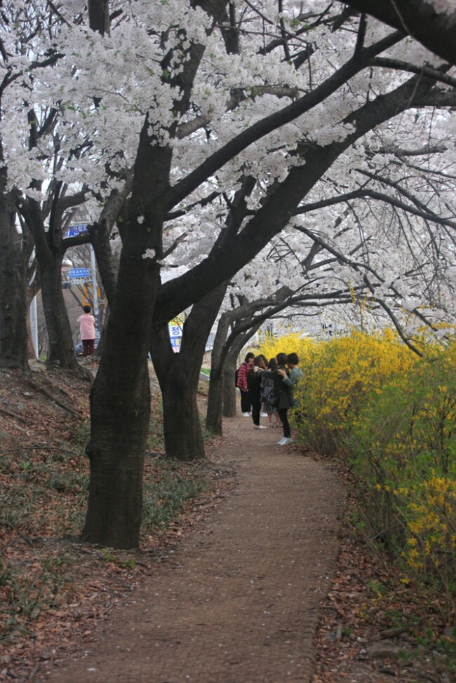 분당탄천 벚꽃꽃잎이 떨어져 바람인가 했더니 네이버 블로그