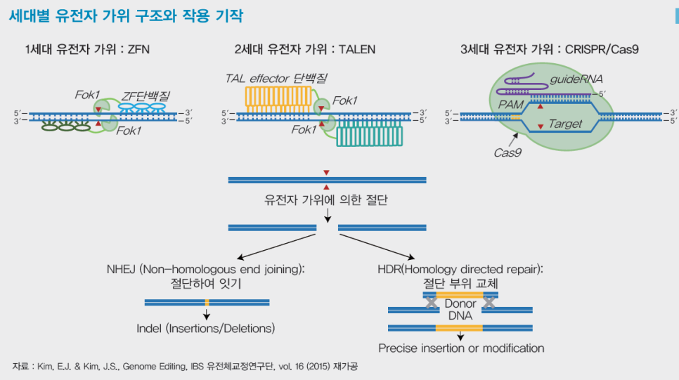 유전자 가위가 경이로운 이유 유전자 가위의 장점 네이버 블로그