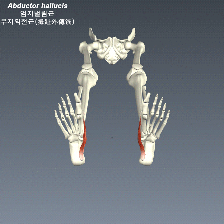 발(족부)의 근육 10 - Abductor hallucis 엄지벌림근 무지외전근(拇趾外傳筋) : 네이버 블로그
