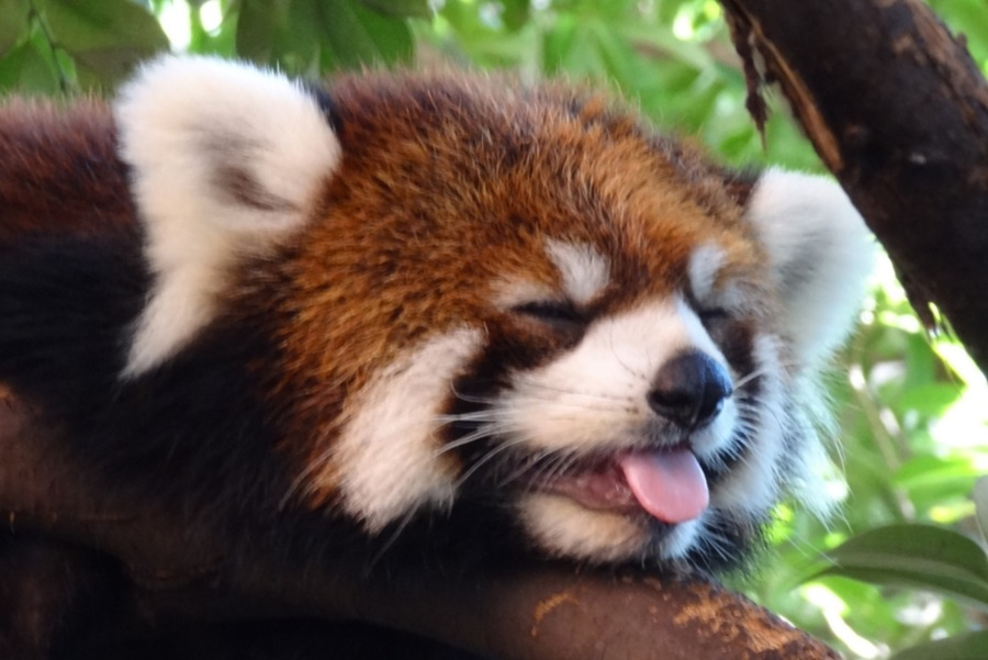 귀여운 희귀동물 모음 신기한 동물 사진들! : 네이버 블로그