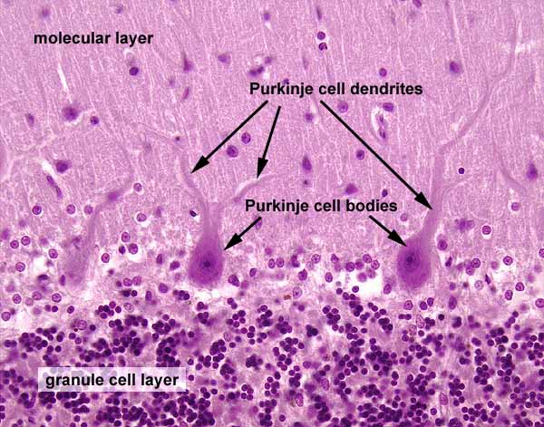 소뇌와 그 연결경로. 소뇌의 겉모습, 구조, purkinje cell layer, grannular layer, 소뇌겉질의 기능 ...